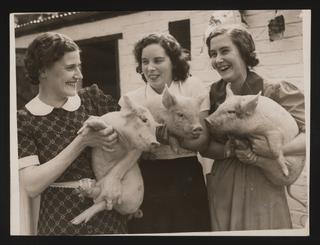 A photographic print of Industry, Agriculture, Pigs - Pig Clubs ...