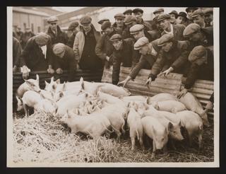 A photographic print of Industry, Agriculture, Pigs - Pig Clubs ...