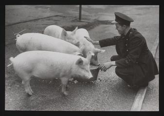 Daily Herald Photograph; Auxiliary Fire Service Rear Pigs | Science ...