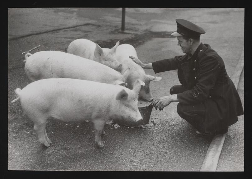 Daily Herald Photograph; Auxiliary Fire Service Rear Pigs | Science ...