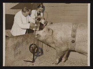 A photographic print of Industry, Agriculture, Pigs, (Agency) | Science ...