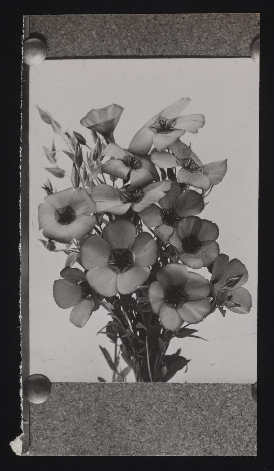 A photographic print of Flowers, General | Science Museum Group Collection