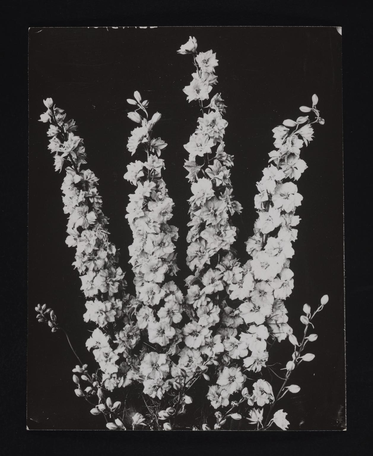 A photographic print of Flowers, General | Science Museum Group Collection