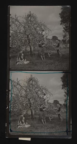 A photographic print of Fruit | Science Museum Group Collection