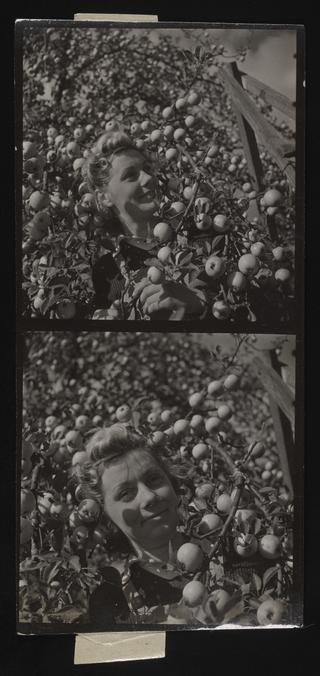 A photographic print of Fruit | Science Museum Group Collection