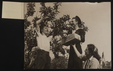 A photographic print of Fruit | Science Museum Group Collection