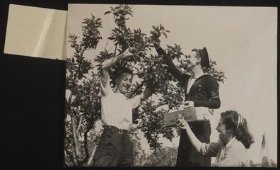 A photographic print of Fruit | Science Museum Group Collection