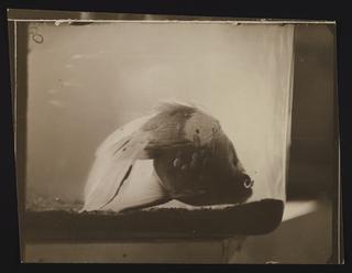 A photographic print of Fish | Science Museum Group Collection