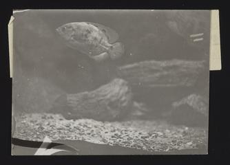 A photographic print of Fish | Science Museum Group Collection