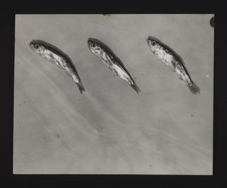 A photographic print of Fish | Science Museum Group Collection