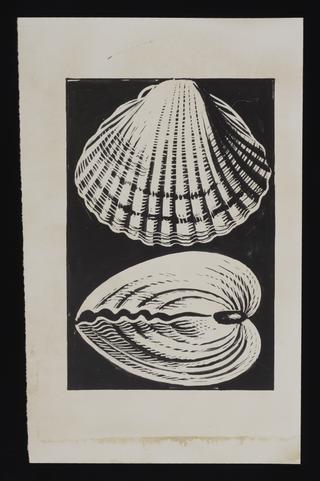 A document of Fishing, Cockles, Mussels, Winkles, etc | Science Museum ...