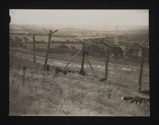 A photographic print of Foxes - Silver Fox | Science Museum Group ...
