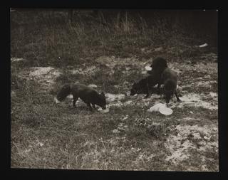 A photographic print of Foxes - Silver Fox | Science Museum Group ...