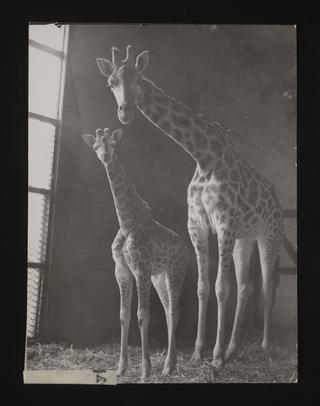 A photographic print of Giraffe | Science Museum Group Collection