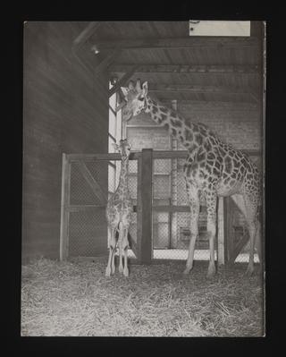 A photographic print of Giraffe | Science Museum Group Collection