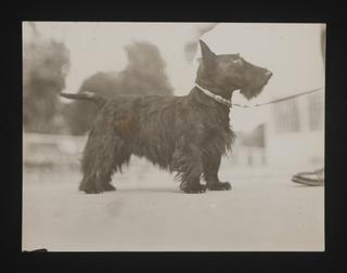 A photographic print of Dogs, Scotch Terriers | Science Museum Group ...