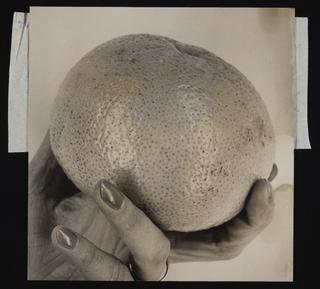 A photographic print of Fruit, Uglis | Science Museum Group Collection