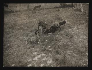 A photographic print of Foxes - Silver Fox | Science Museum Group ...