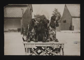 A photographic print of Animals, Dogs, Setters | Science Museum Group ...