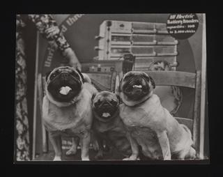 A photographic print of Animals, Dogs, Pugs | Science Museum Group ...