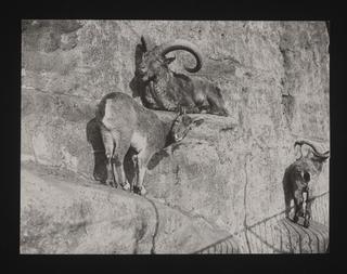 A photographic print of Goats | Science Museum Group Collection