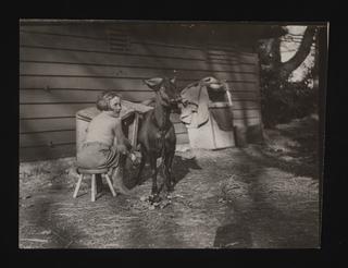 A photographic print of Goats | Science Museum Group Collection