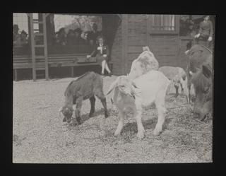 A photographic print of Goats | Science Museum Group Collection