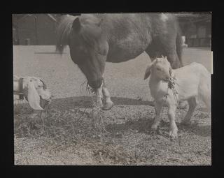 A photographic print of Goats | Science Museum Group Collection