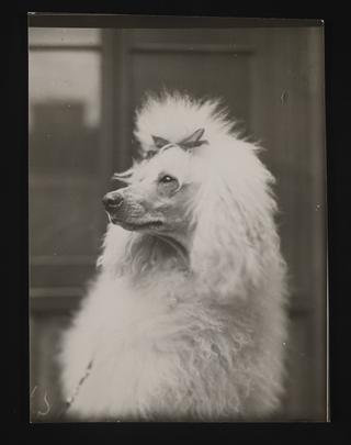 A photographic print of Dogs, Poodles | Science Museum Group Collection