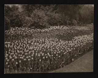 A photographic print of Flowers, Tulips | Science Museum Group Collection