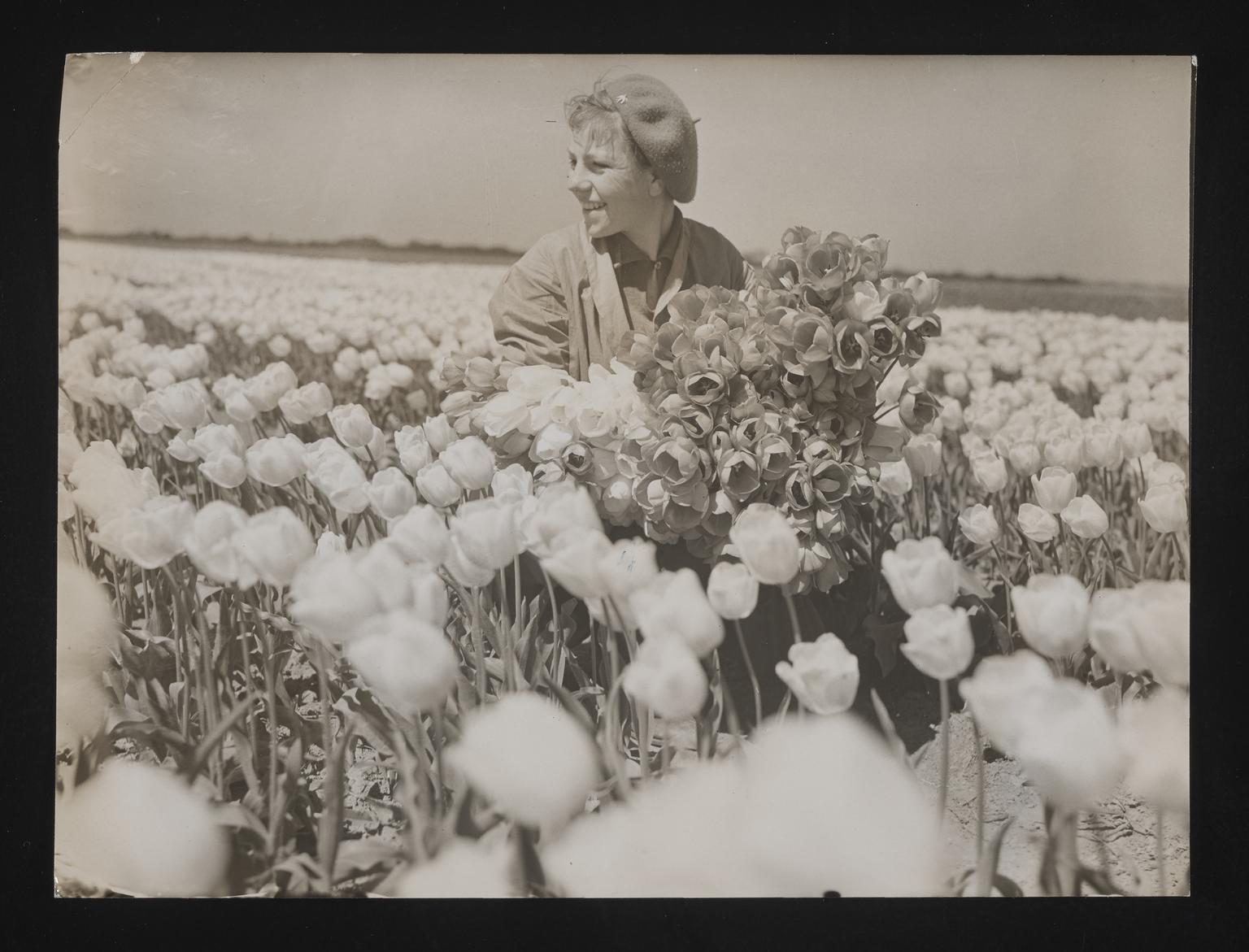 A photographic print of Flowers, Tulips | Science Museum Group Collection