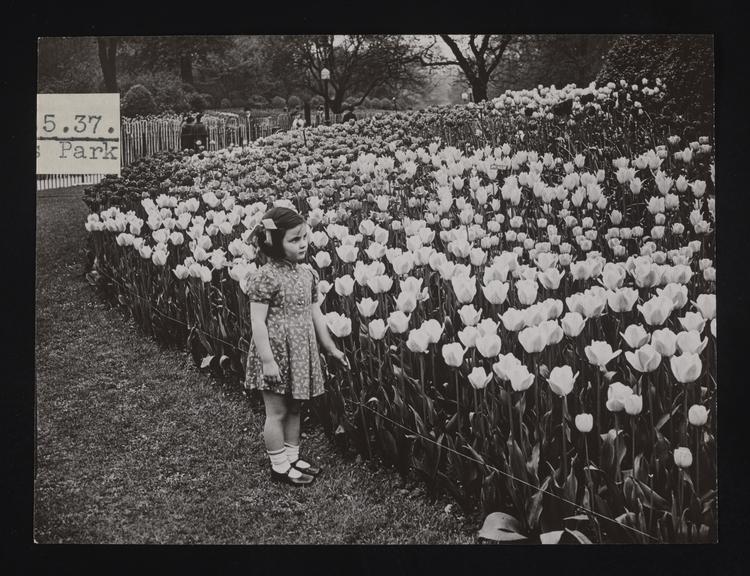 A photographic print of Flowers, Tulips | Science Museum Group Collection