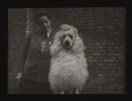 A photographic print of Dogs, Poodles | Science Museum Group Collection