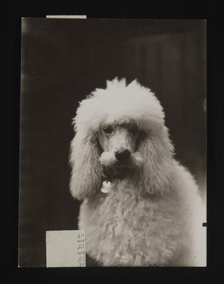 A photographic print of Dogs, Poodles | Science Museum Group Collection