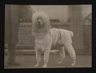 A photographic print of Dogs, Poodles | Science Museum Group Collection