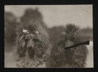 A photographic print of Dogs, Poodles | Science Museum Group Collection