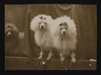 A photographic print of Dogs, Poodles | Science Museum Group Collection