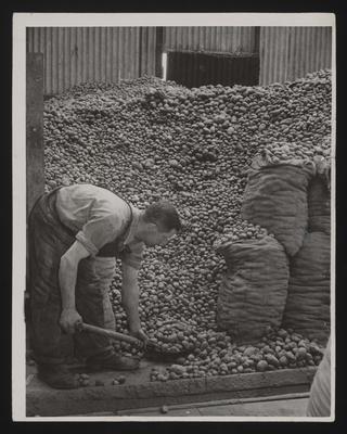 A photographic print of Food & Drink, Flour | Science Museum Group ...