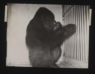 A photographic print of Gorilla | Science Museum Group Collection