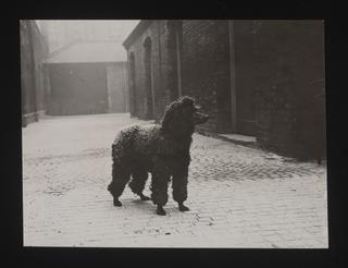 A photographic print of Dogs, Poodles | Science Museum Group Collection