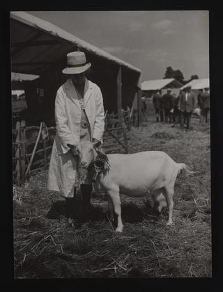 A photographic print of Goats | Science Museum Group Collection