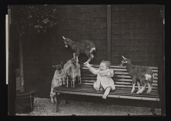 A photographic print of Goats | Science Museum Group Collection