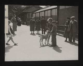 A photographic print of Goats | Science Museum Group Collection