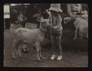 A photographic print of Goats | Science Museum Group Collection