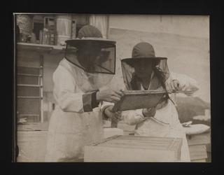 A photographic print of Insects, Bees | Science Museum Group Collection