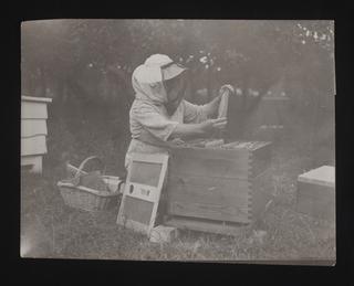 A photographic print of Insects, Bees | Science Museum Group Collection