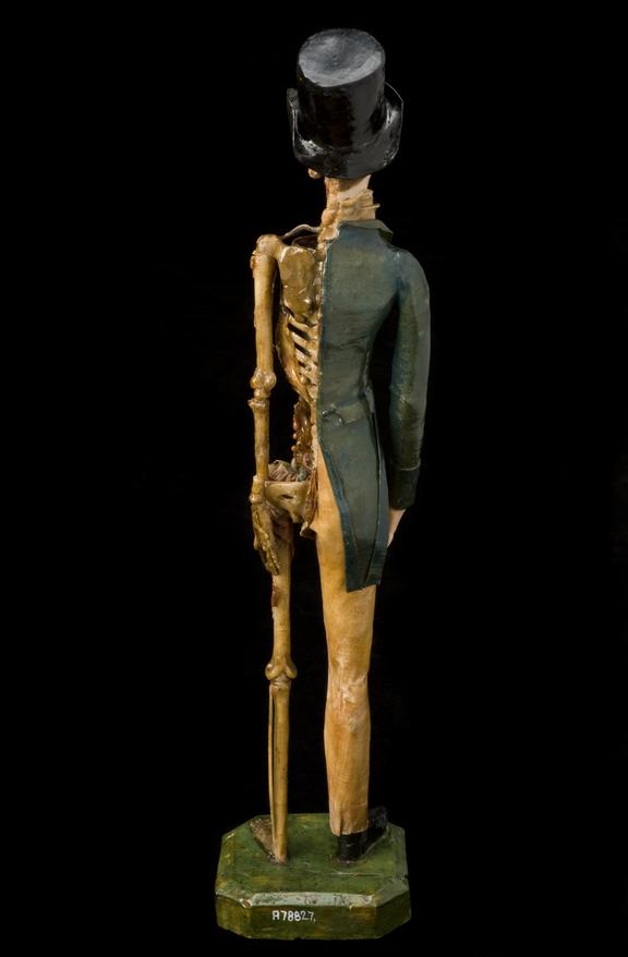 Coloured wax model of a male, half skeletal, half living and dressed in ...