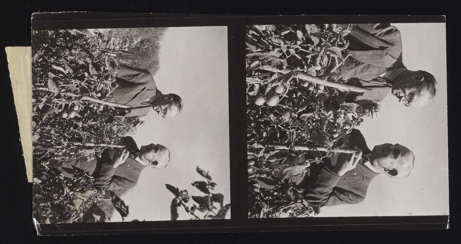 Daily Herald Contact Sheet: Ventnor Tomatoes Scheme | Science Museum ...