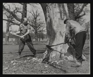 A photographic print of Industry, Timber, Felling Trees | Science ...