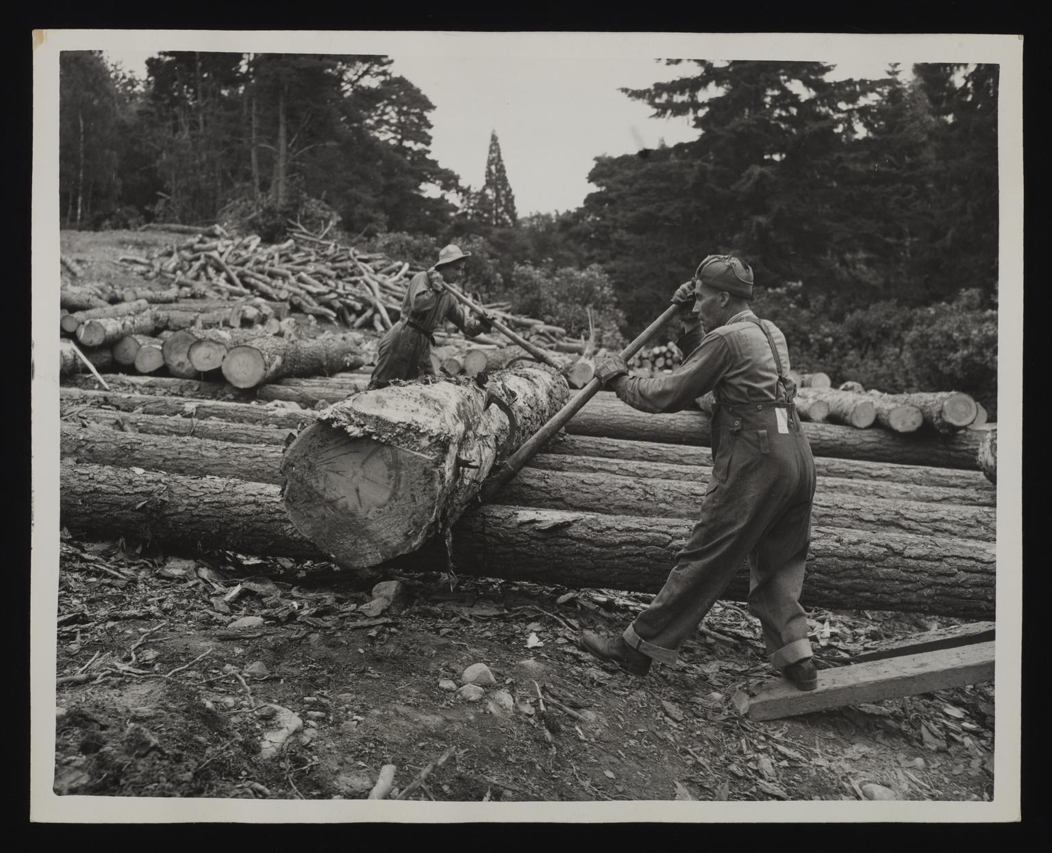 A photographic print of Industry, Timber, Miscellaneous - including ...